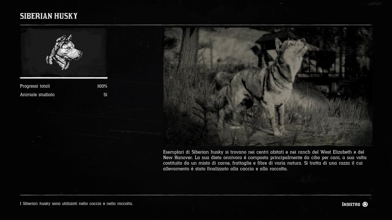 Red Dead Redemption 2 - Where to find a Siberian Husky dog - YouTube