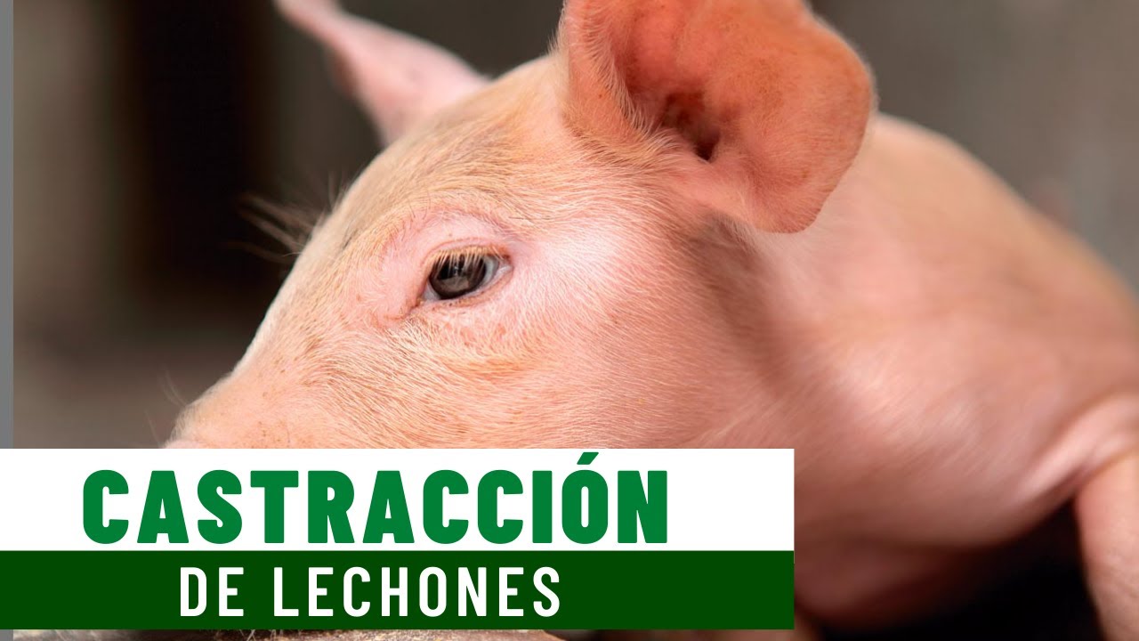 Castración de Lechones | CBTA126 - YouTube