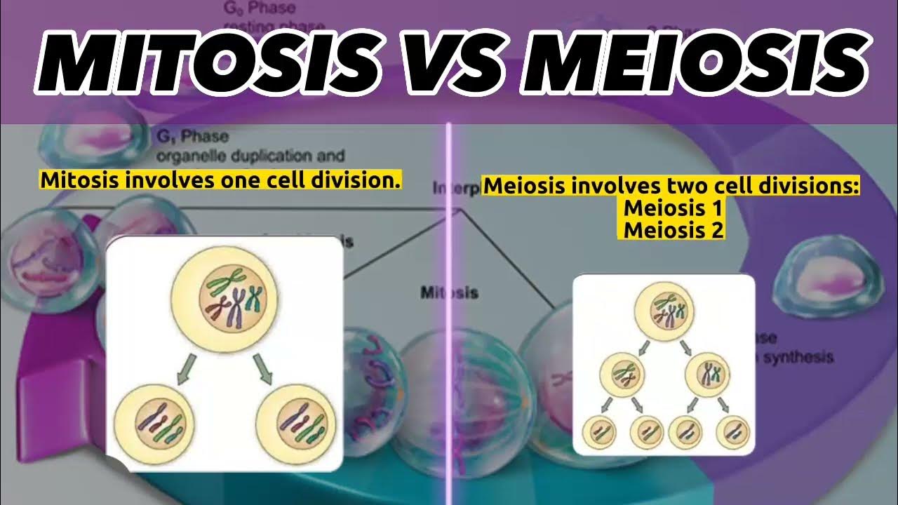 Mitosis vs Meiosis: Animated Comparison, Key Differences, and Features ...
