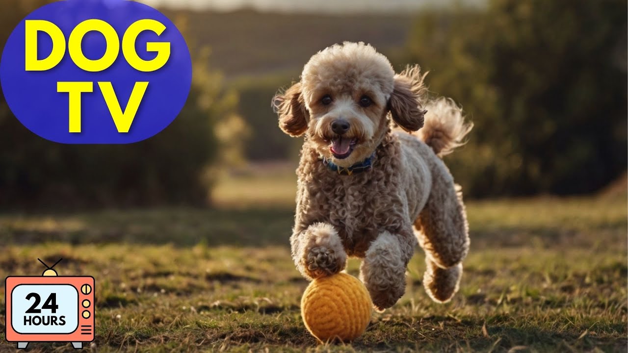 DOG TV: 24 Hours of Relaxing Dog Videos & Music to Ease Home Alone ...