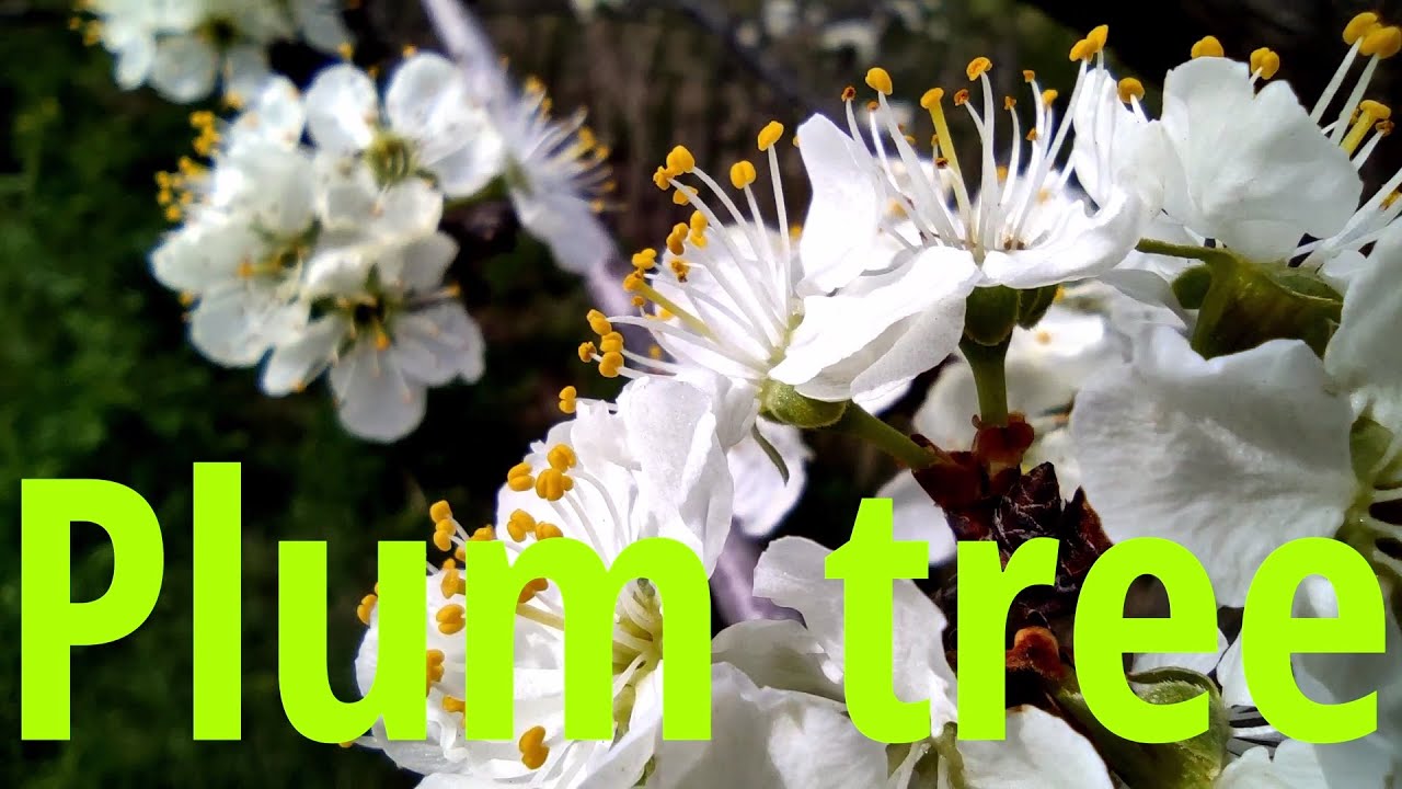 Plum tree - YouTube