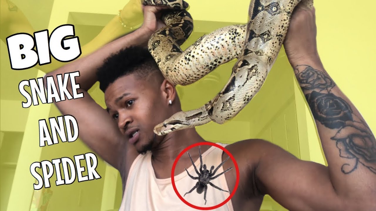 HOLDING A 6 FOOT SNAKE, A LIZARD, AND TARANTULA FOR THE FIRST TIME ...