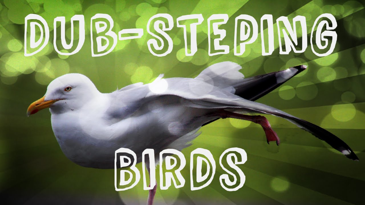 Dub Step Birds Cute and Funny take to the Dance Floor. - YouTube