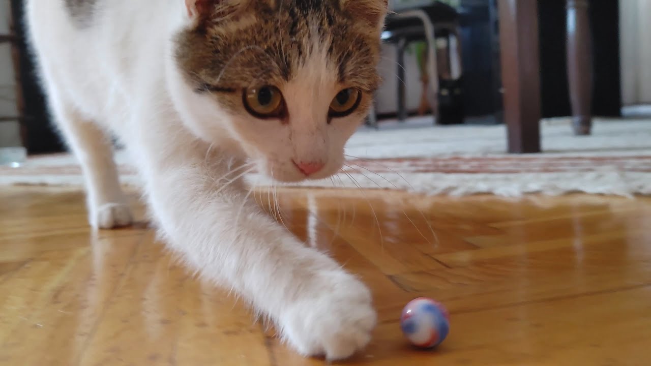 Cats Playing With Marbles - YouTube