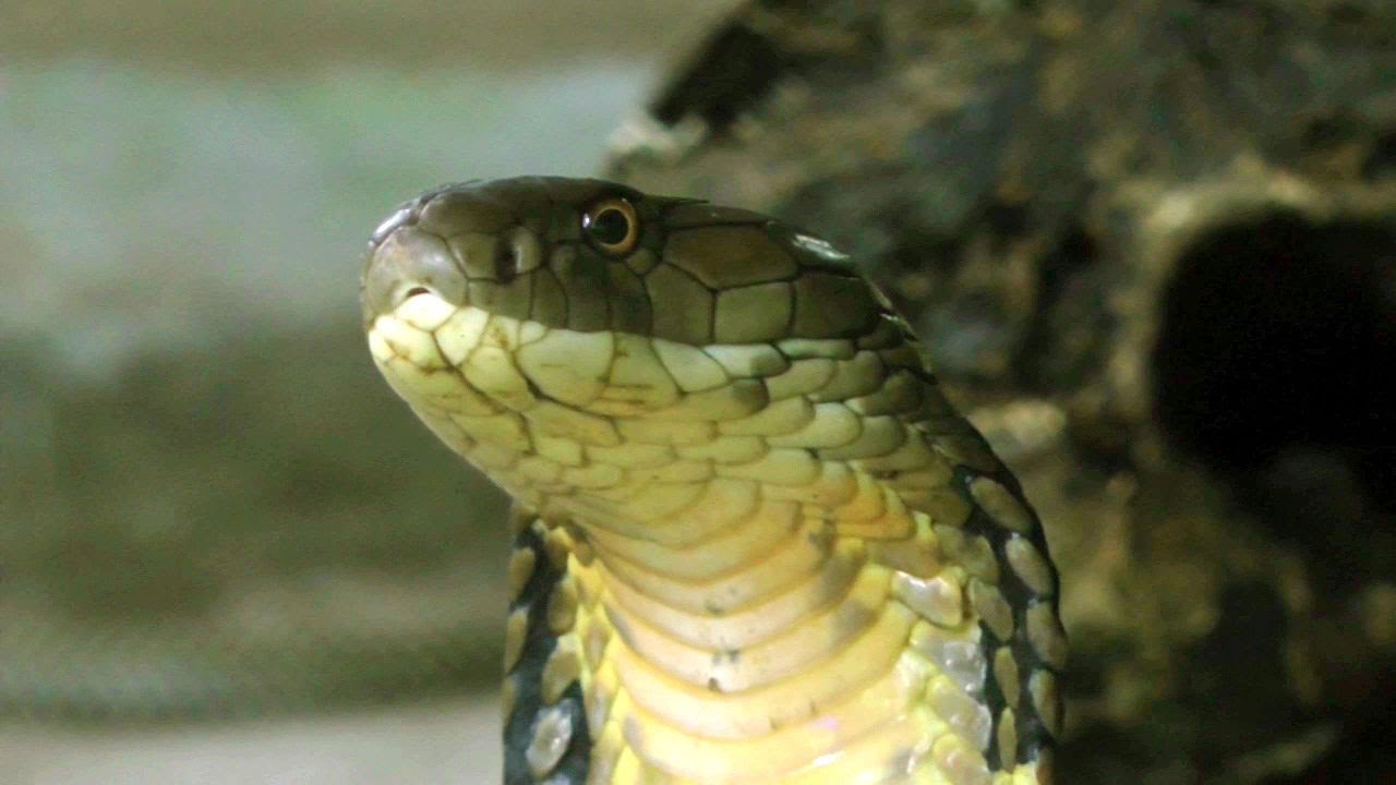 Inside a Cage Full of King Cobras | Krabi Thailand HD Video - YouTube