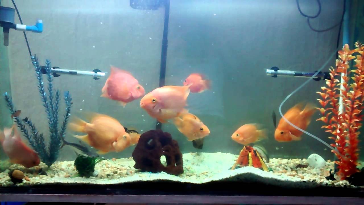 Peces Parrots (pericos) kk y red mammon - YouTube