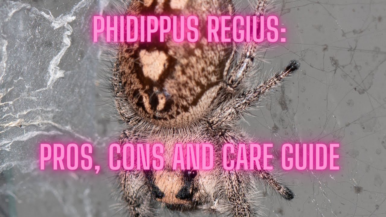 Regal Jumping Spider (Phidippus regius): Pros, Cons, and Care Guide ...