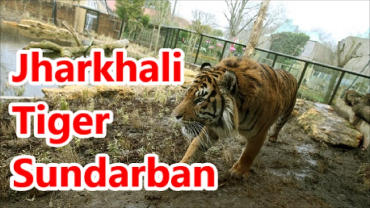 Royal Bengal Tiger walking at Jharkhali Tiger Rescue Centre: Set Free ...