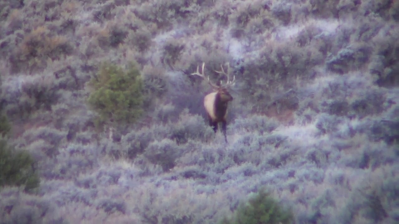 Colorado 3rd rifle Elk hunting big bulls hunting with MS (multiple ...