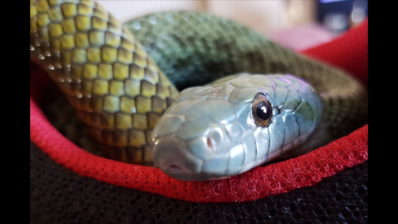 Django Sofa Time | Japanese Rat snake | Elaphe Climacophora | Cute Pet ...