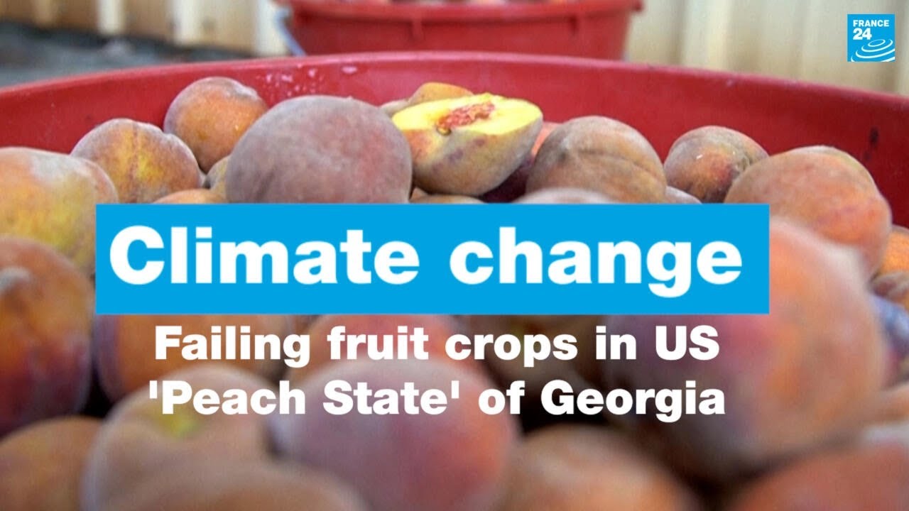 Farms in US 'Peach State' of Georgia grapple with climate change ...