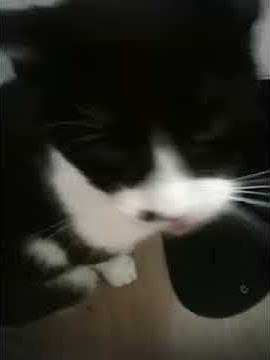 Cat going crazy for catnip. - YouTube