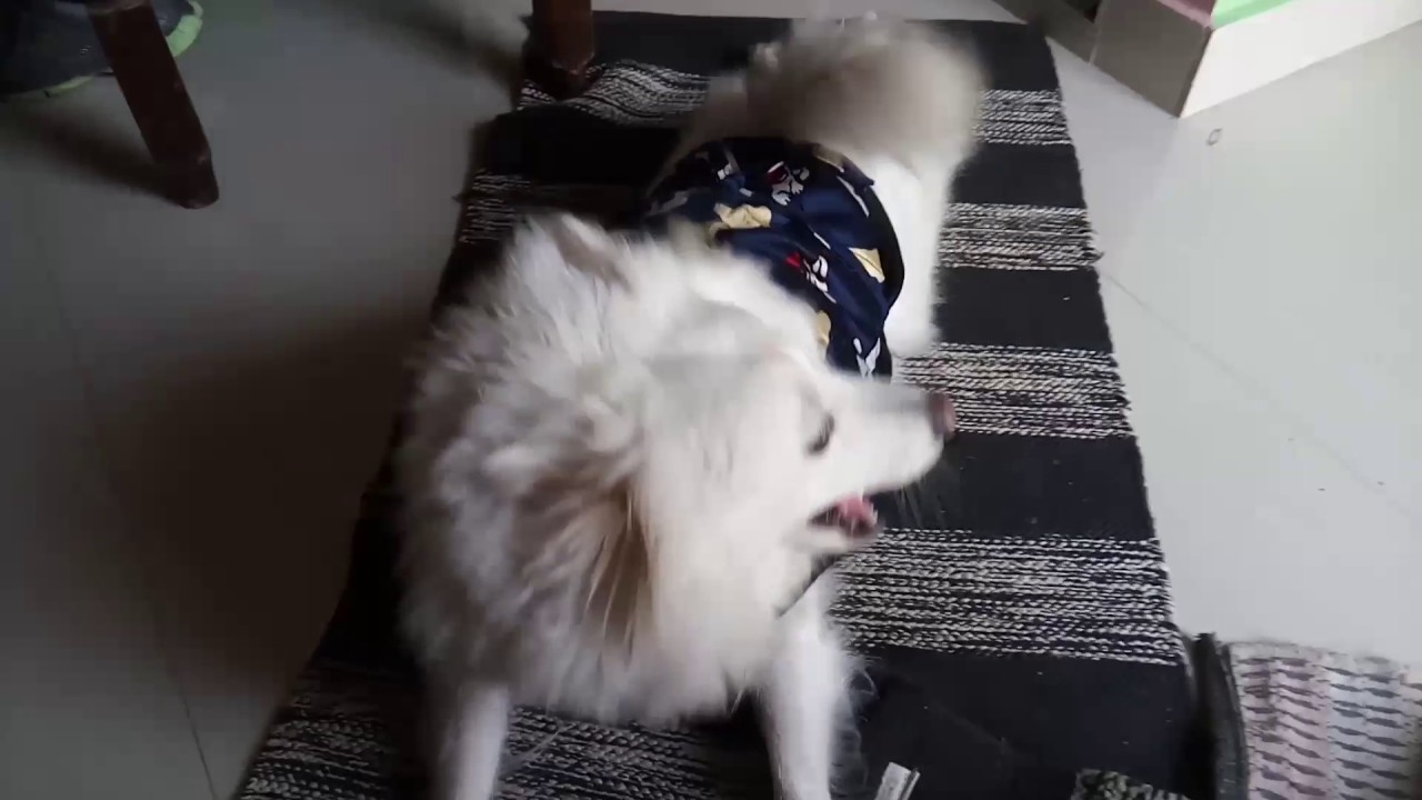 SWEET_Cherry on dance floar - YouTube