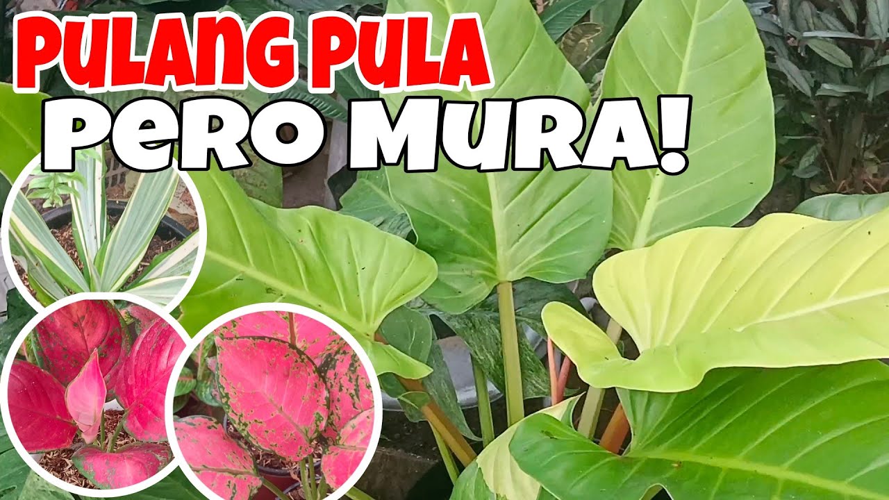 Pulang Pula Pero Mura! #plants #garden #best #enjoy #propagation #vlog ...