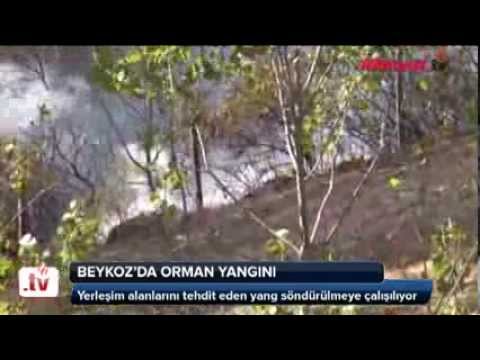 Beykoz'da orman yangını