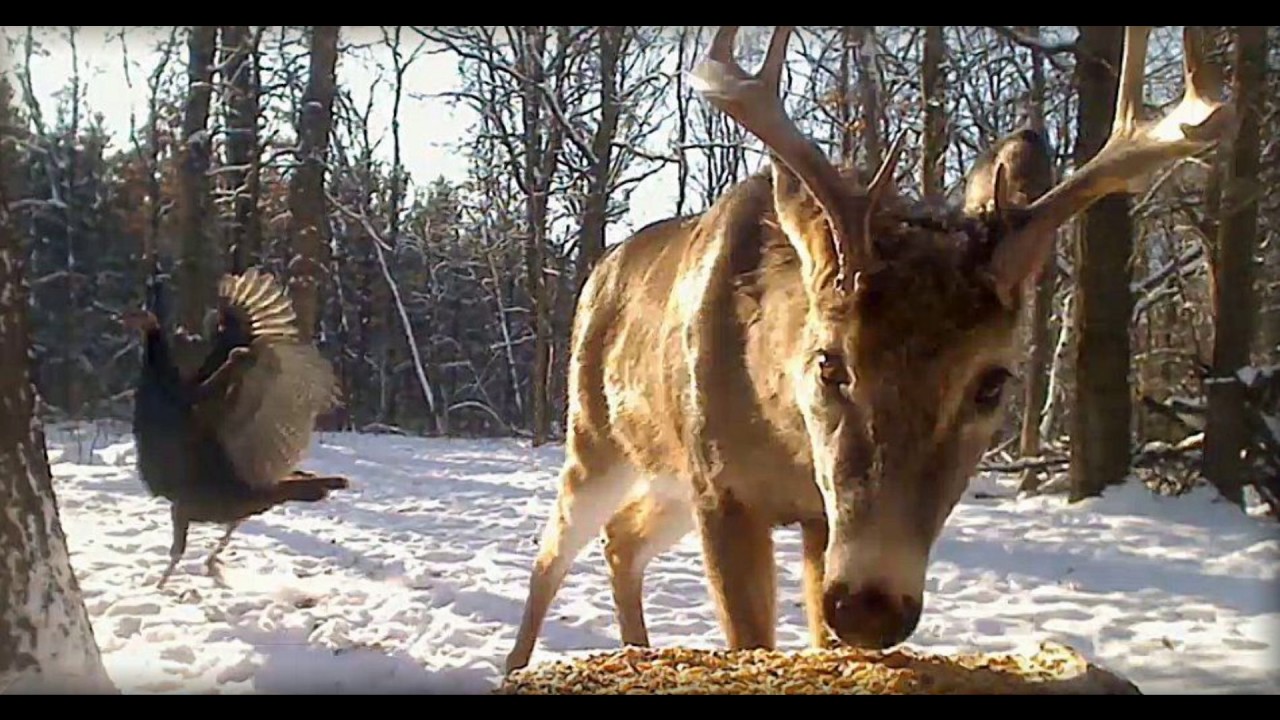 Deer Trail Pictures From (12-17-16) - YouTube