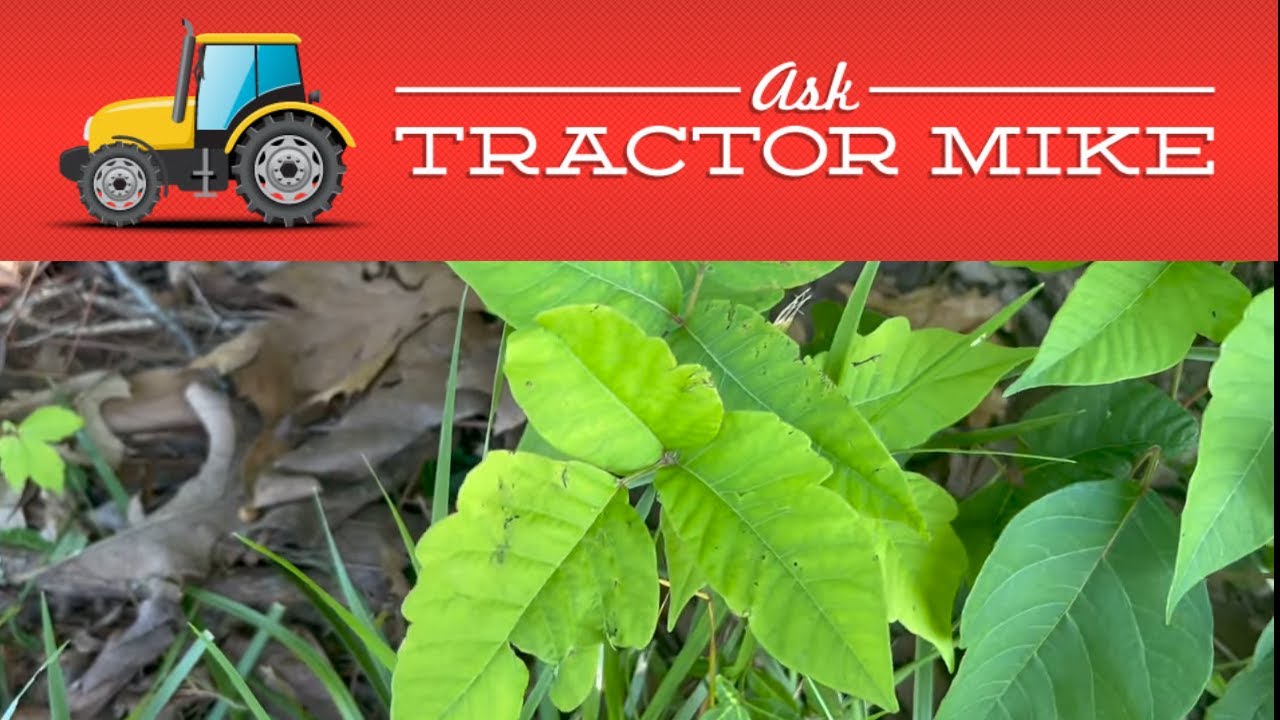 You Can Get Poison Ivy From Your Tractor - YouTube