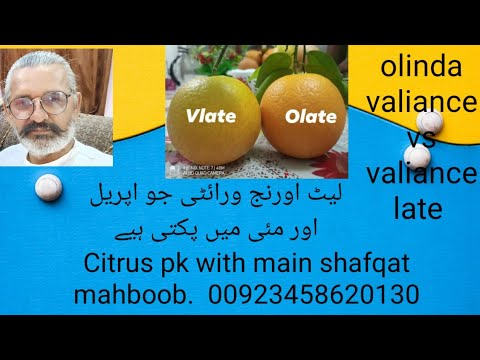 Citrus Olinda Valencia late orange VS Valencia Late orange - YouTube