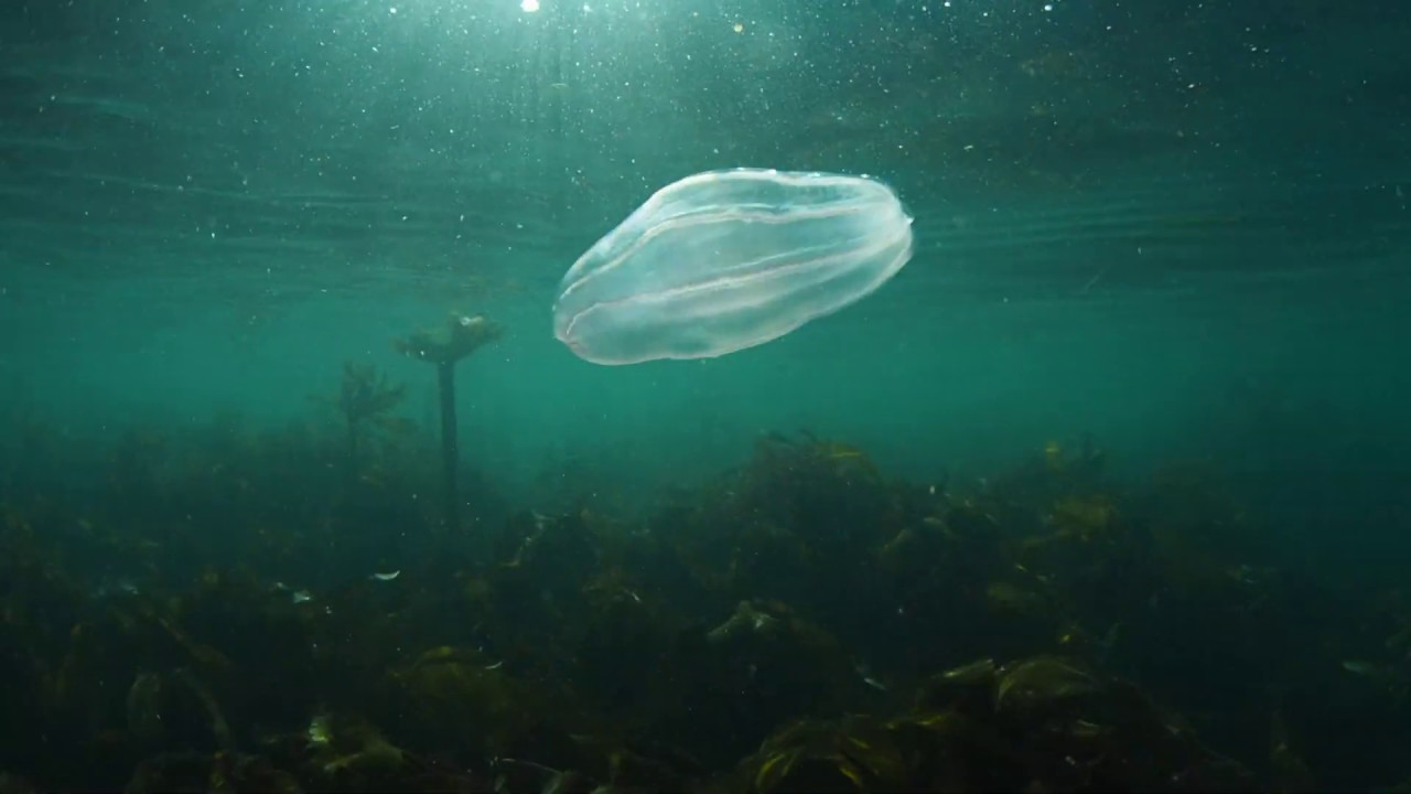 Comb Jelly, me and some Seals for good measure... - YouTube