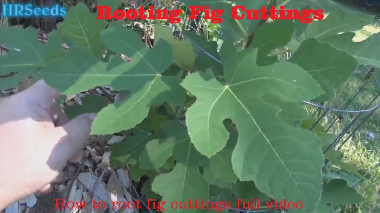 Rooting Fig Cuttings | Ficus carica | 4 methods used full video - YouTube