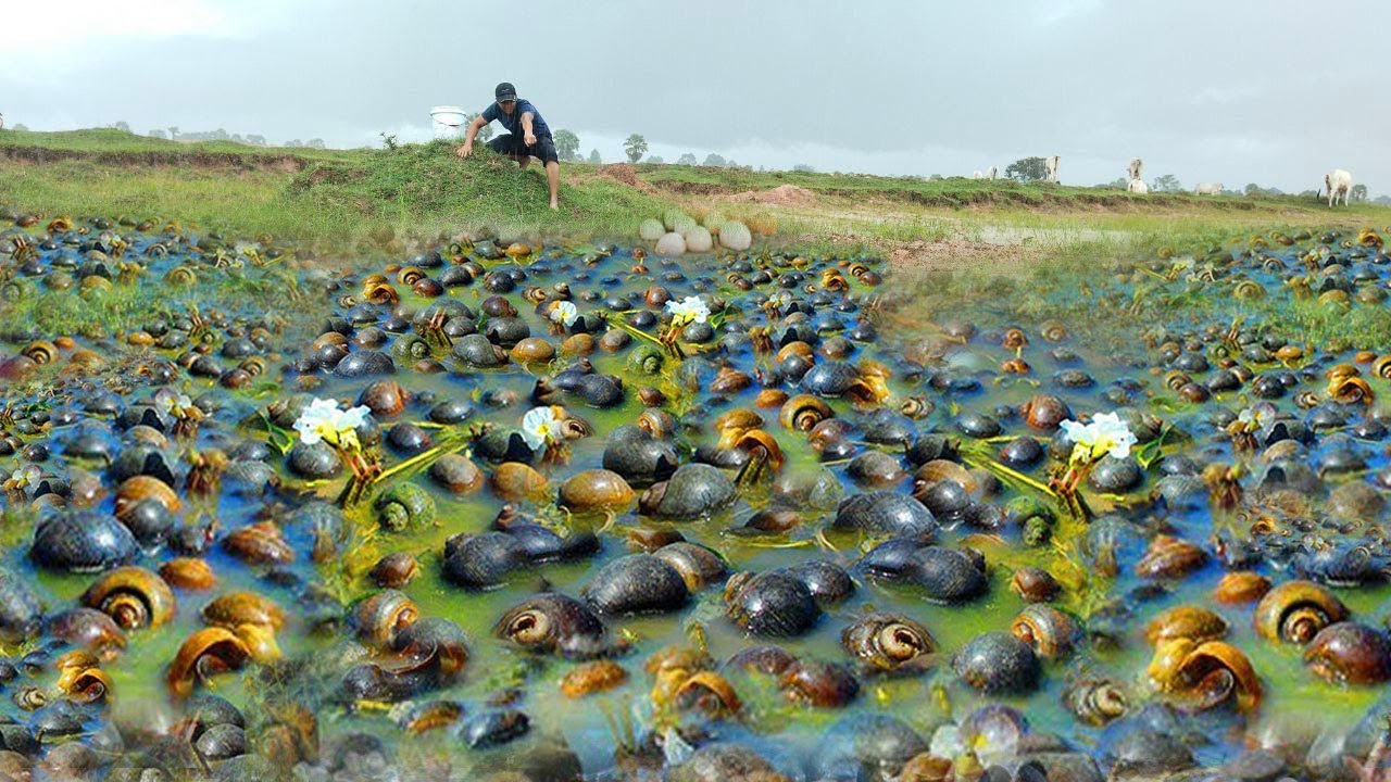 Wow amazing fisherman see a lot of snails and collect the snail at the ...