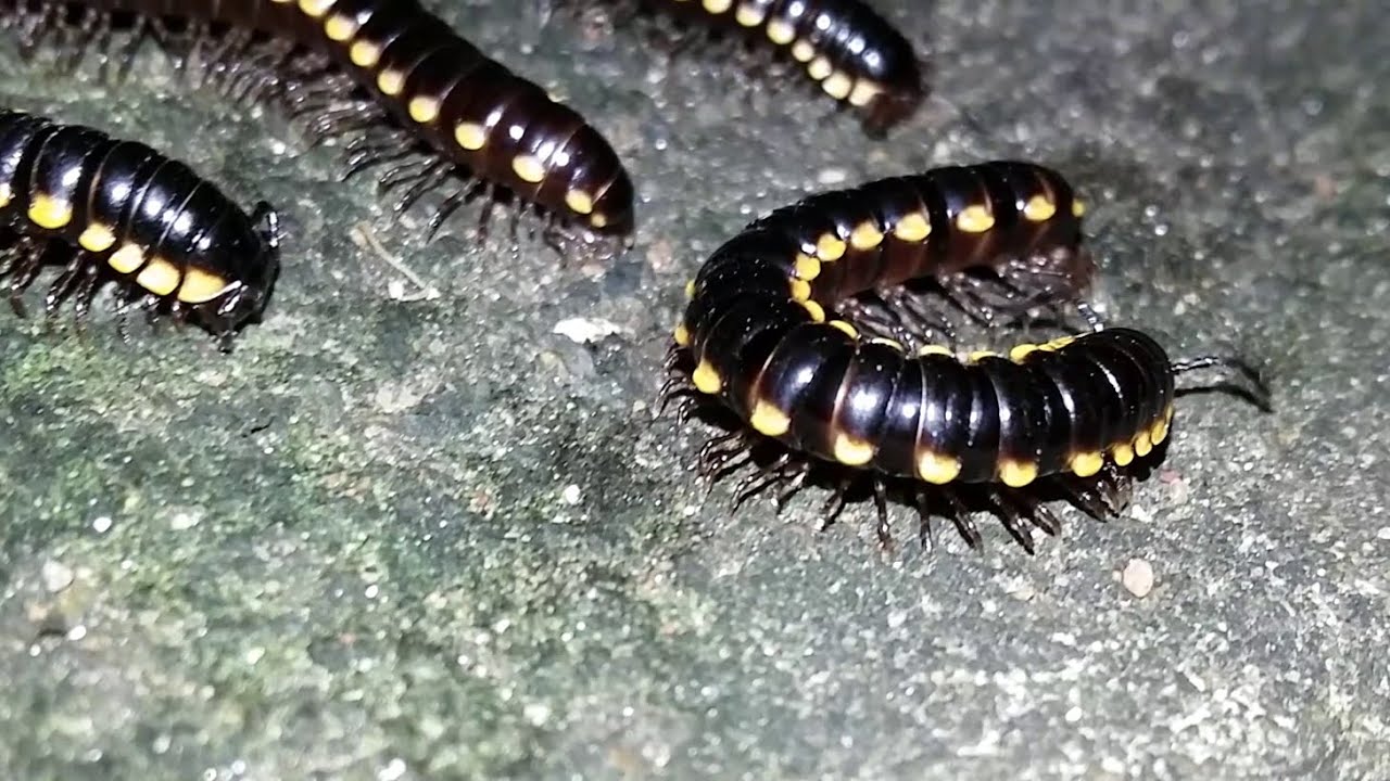 Millipedes (maravattai) at midnight - YouTube