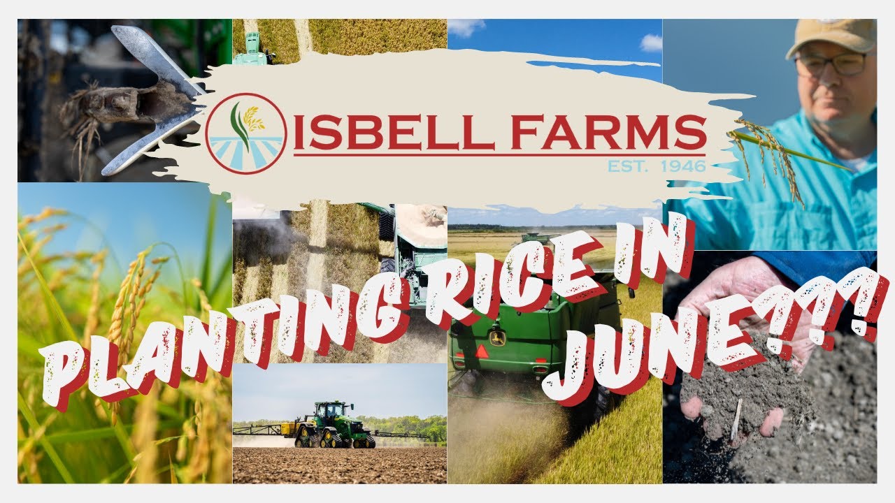 Planting Rice In June??? - YouTube