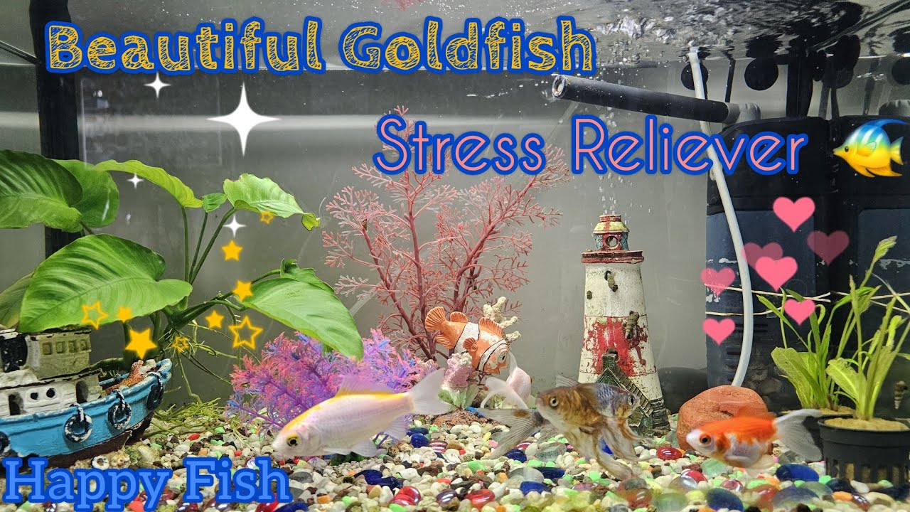 Stress Reliever! Beautiful Colours Of Goldfish In My Aquarium - YouTube