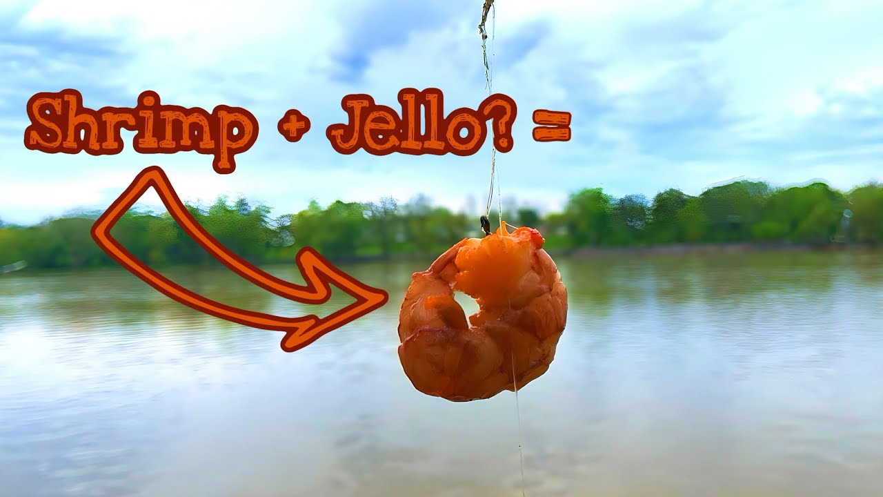 Soaking SHRIMP in JELLO for Catfish! | River Fishing - YouTube