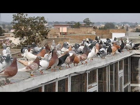 Kabutar bazi | kabutar video | best kabutar - YouTube