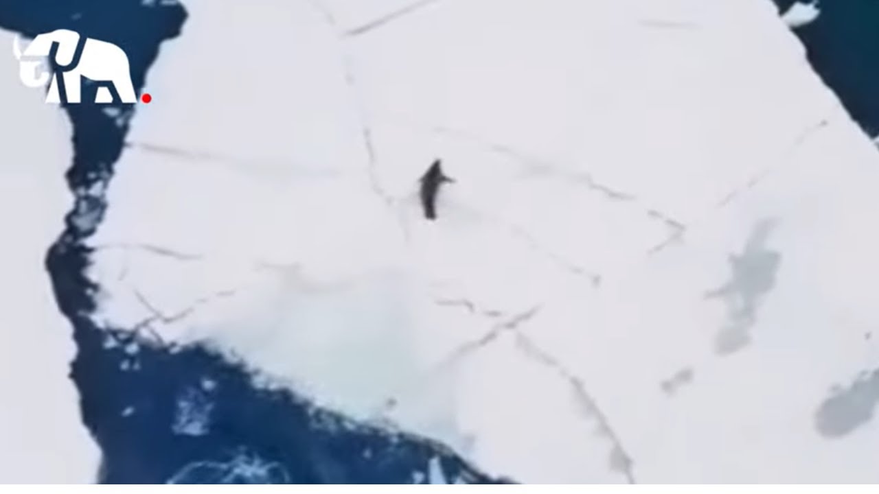 Seal's Narrow Escape from a Predatory Orca's Deadly Grasp - YouTube
