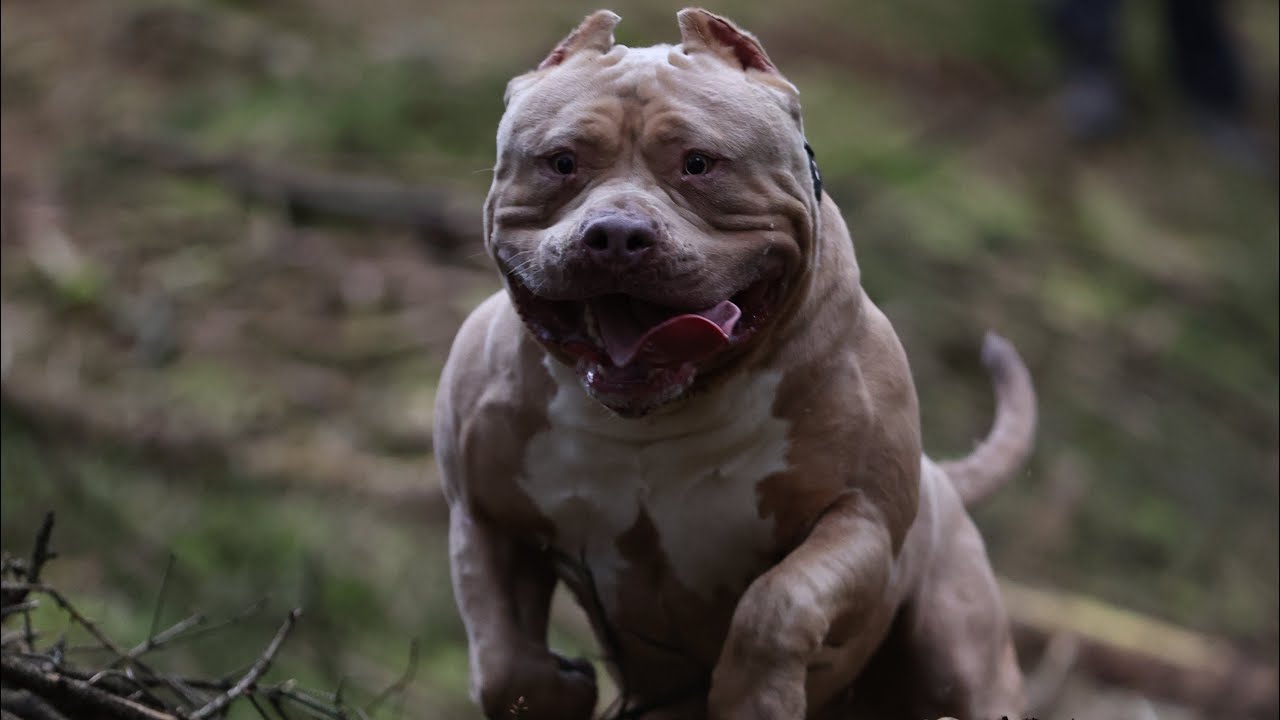 Meet BamBoo The BodyBuilding American Bully - YouTube