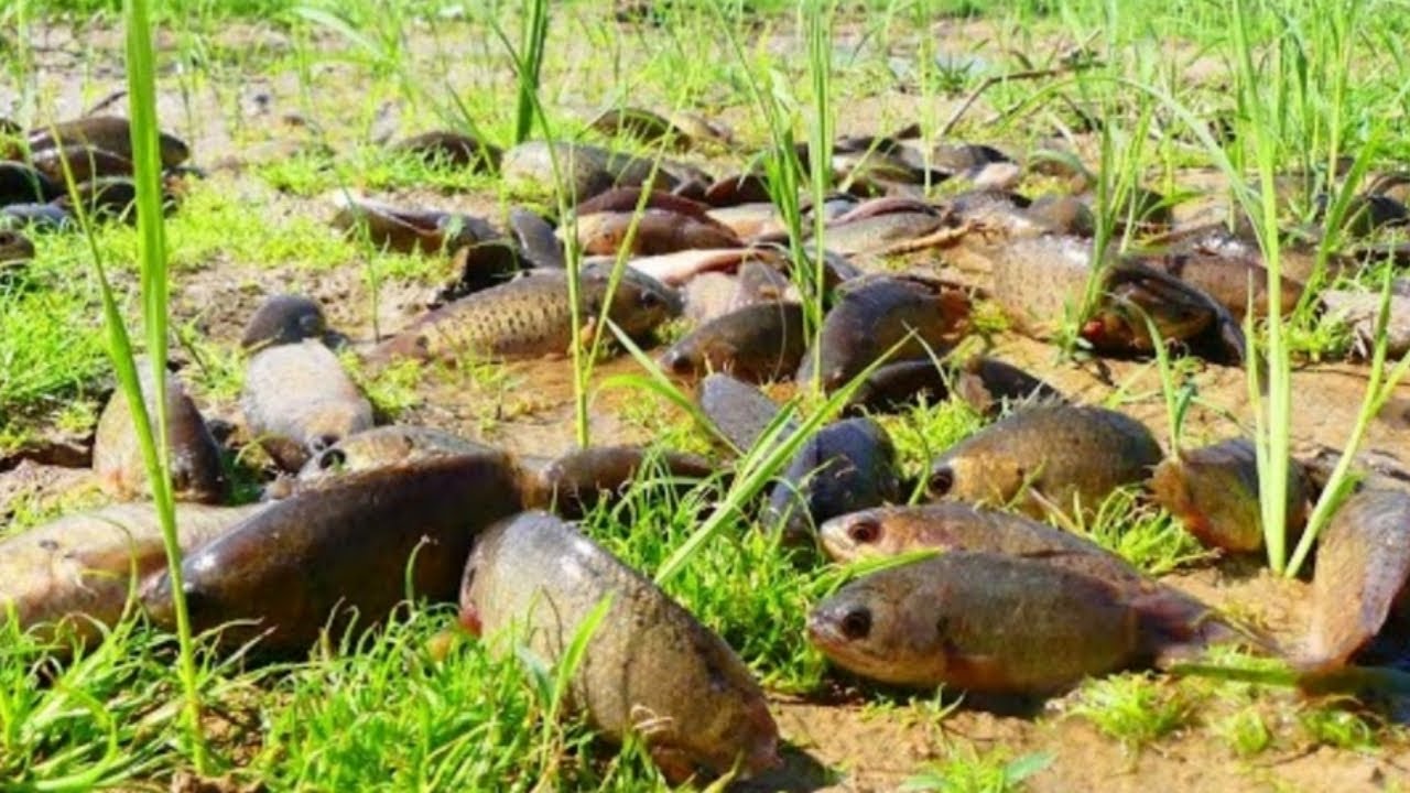 Amazing Fishing! A Lots Of Fish In River Bank Catch By Best Hand By A ...