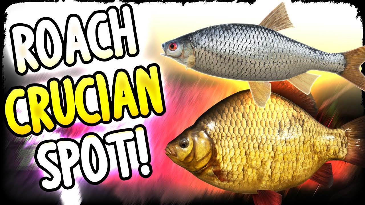 ROACH/CRUCIAN FARMING SPOT MOSQUITO LAKE! | Russian Fishing 4 - YouTube