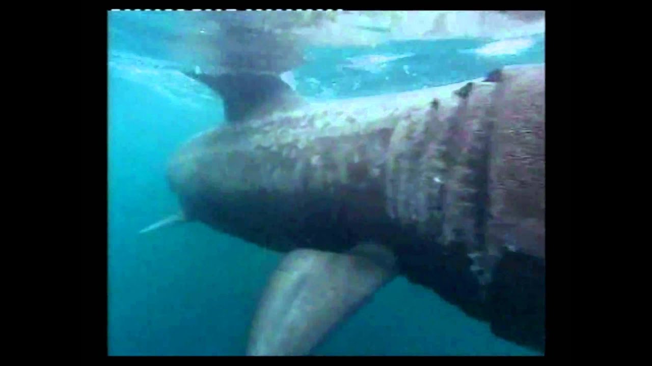 Basking Sharks in Ireland - YouTube