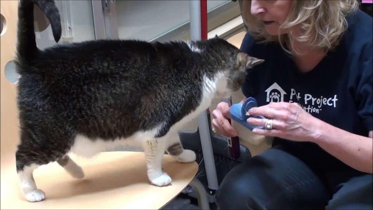 Shelter cats get help from Volunteers. - YouTube