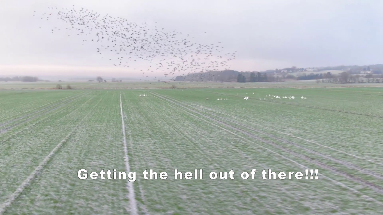 Geese attacks drone - DJI Mavic 2 zoom - YouTube
