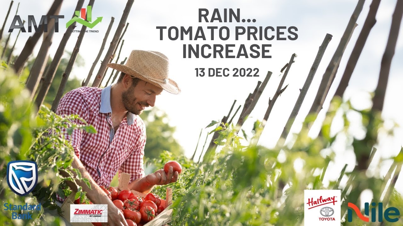 RAIN: Tomato prices increase... | 13 Dec 2022 | AMT Fresh Produce ...