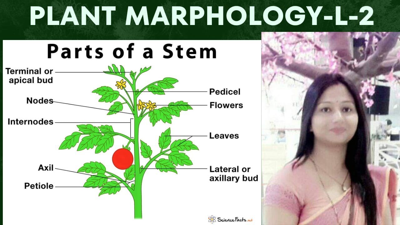 PLANT MORPHOLOGY STEM LECTURE TWO. - YouTube