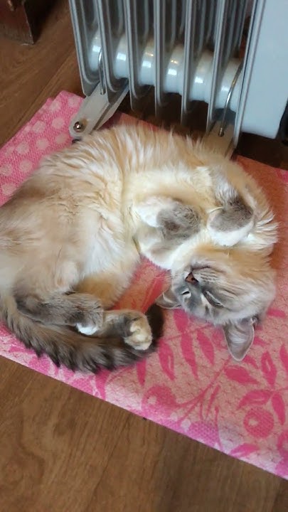 КОШКА МУСЯ ДОВОЛЬНАЯ ЖИЗНЬЮ! #cat #musenysh #балинезийскаякошка # ...