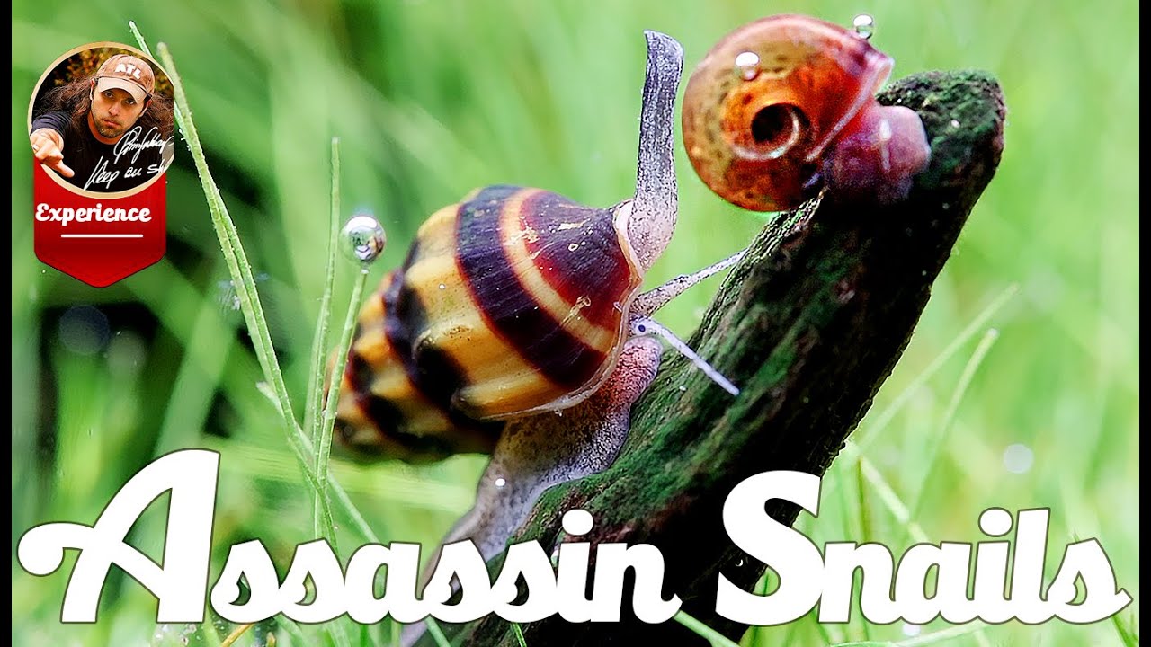 Assasin Snails with Exclusive Video Material. - YouTube