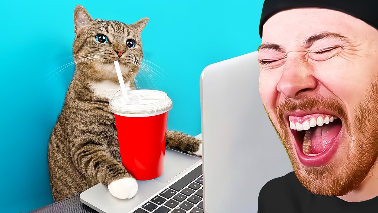 FUNNIEST Animals on The Internet! - YouTube