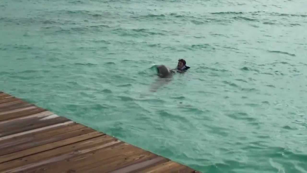 Anguilla swim with dolphins1 - YouTube