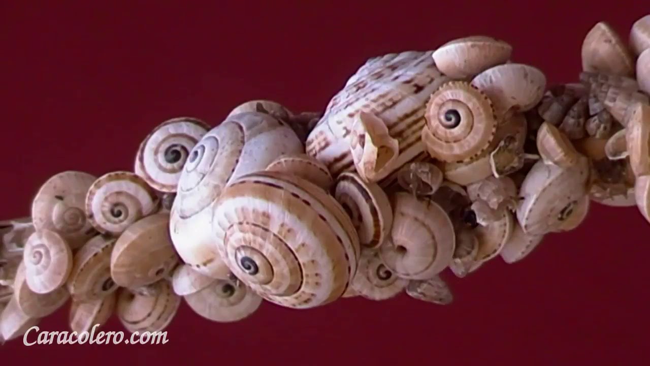 Estivacion Caracol Chico - YouTube