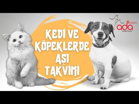 Kedi ve Köpeklerde Aşı Takvimi