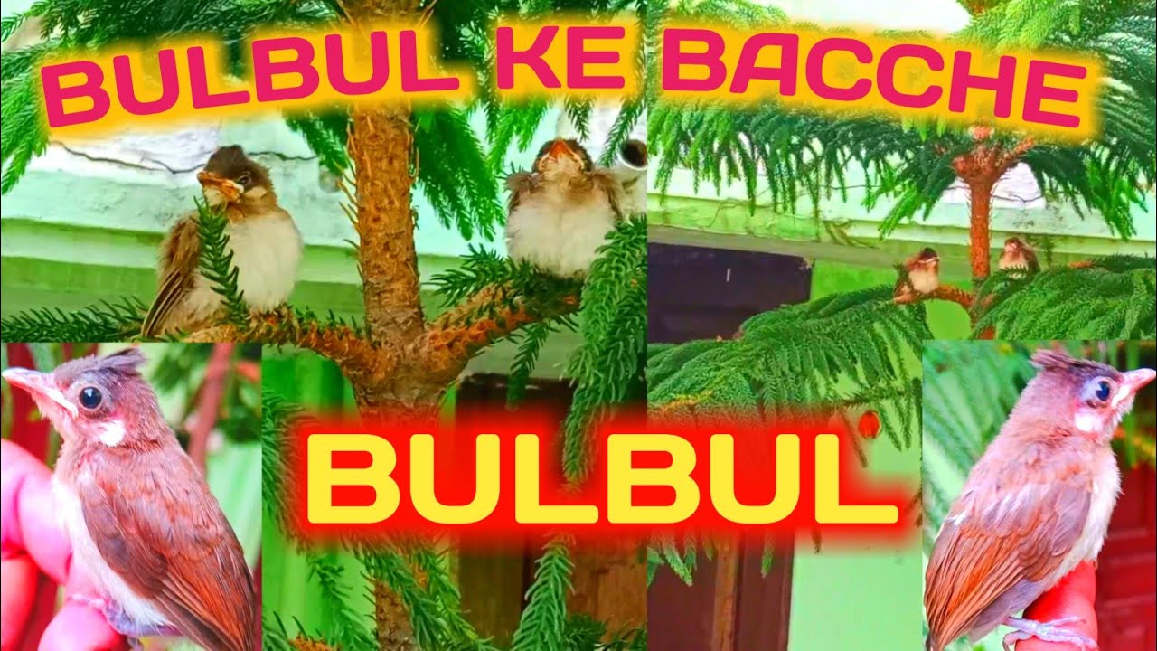 🐦Bulbul ke chhote bacche🐦 #bulbul #bulbulkabacha #natural #birdsview # ...