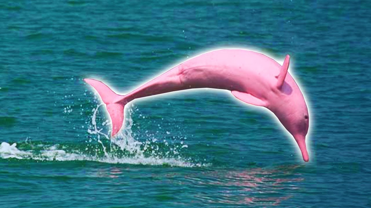 Rosa Delfinskjorter T Skjorte For Kvinner 3d Dyredelfiner Med