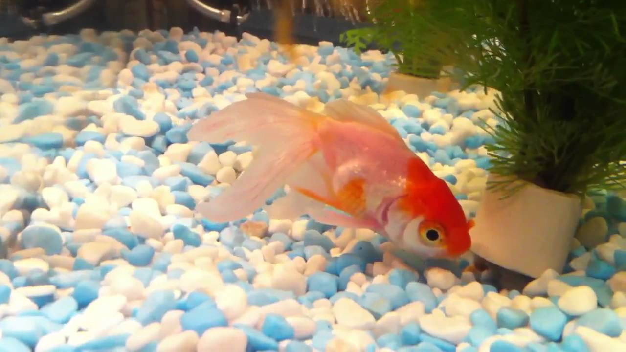 Oranda goldfish has ick - YouTube