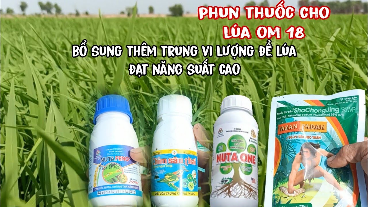 Phun thuốc cho lúa kết hợp trung vi lượng để lúa phát triển khỏe để ...
