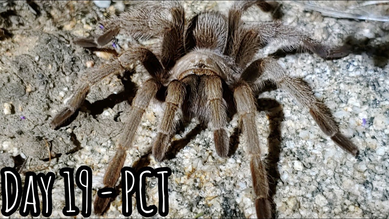 Day 19 on The Pacific Crest Trail, Tarantula!! Trying to hitch out of ...